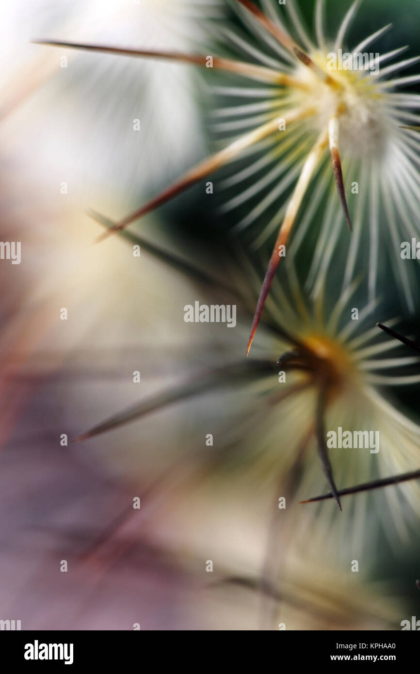 Pattern of small cactus spines Stock Photo - Alamy