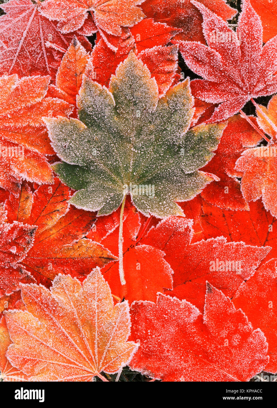 Frozen autumn leaves, close-up (Large format sizes available Stock ...