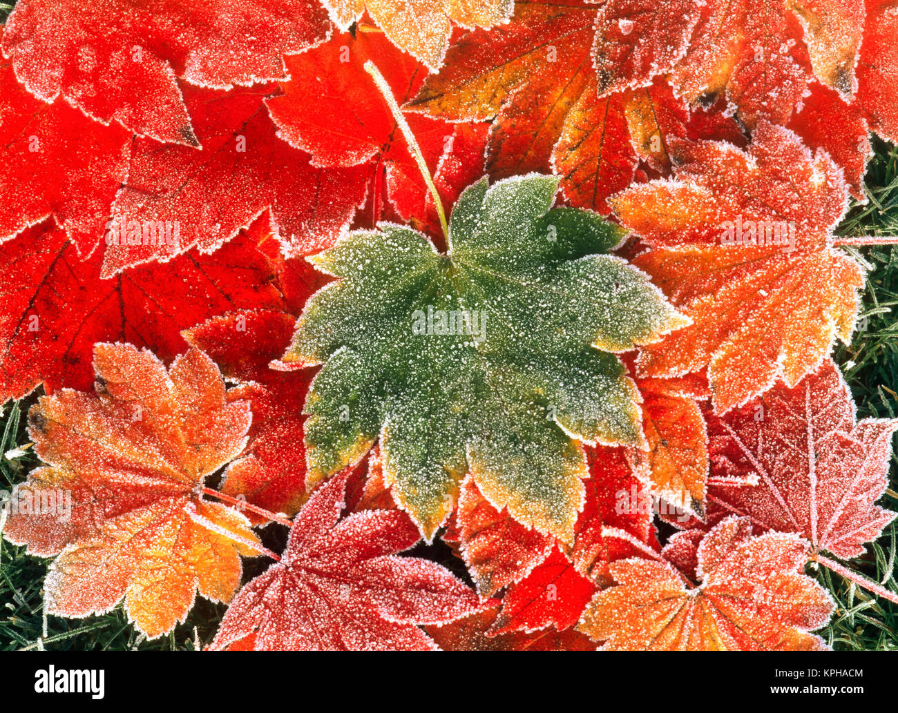 Maple Leaves, close-up (Large format sizes available Stock Photo - Alamy