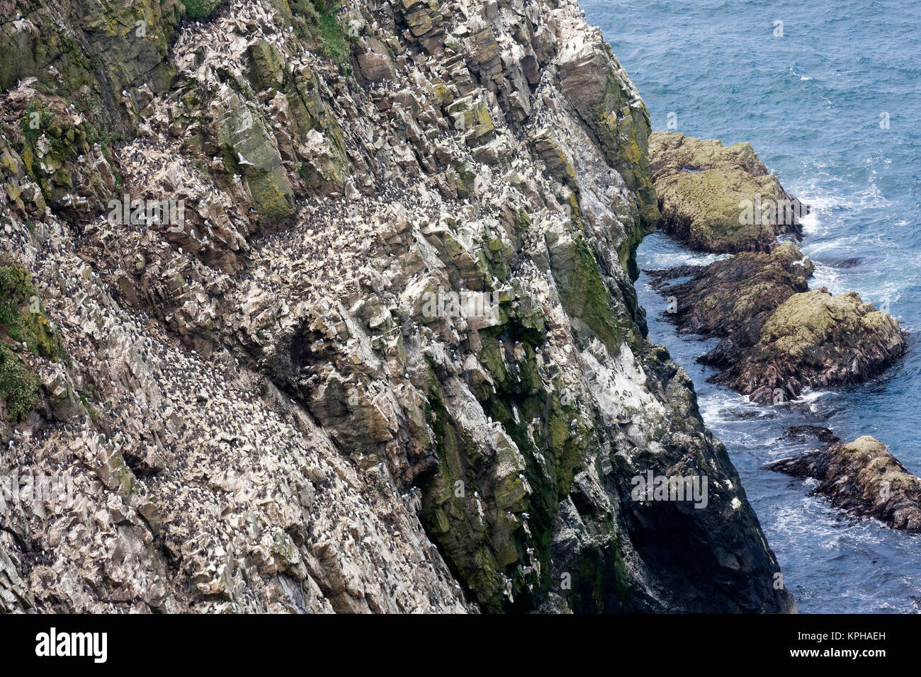 Guillemot nesting colony on cliffs at Skomer Island, Wales Stock Photo ...