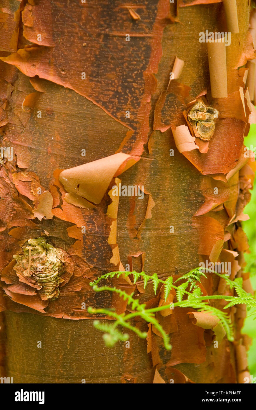 Dramatic pattern and color in peeling paperbark with fern Stock Photo ...