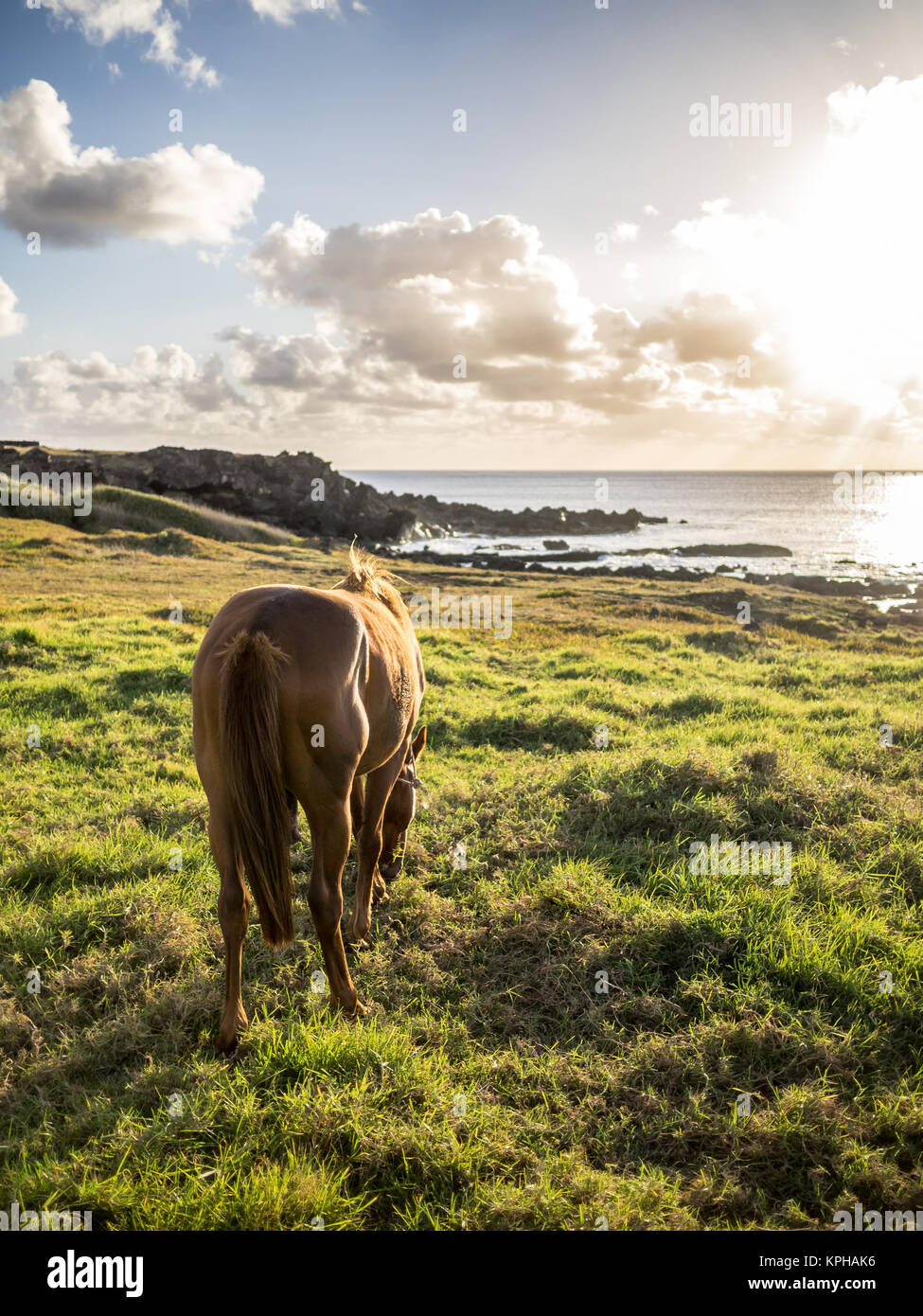 A horse eating while the sunset happens in Easter Island, Chile Stock ...