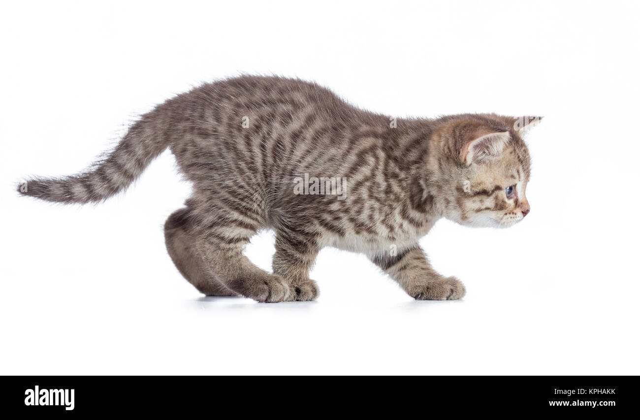 steal cat isolated Stock Photo - Alamy