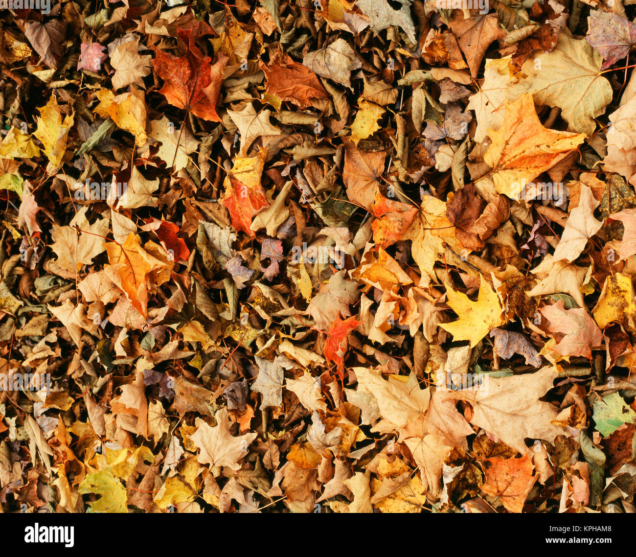 Fall autumn leaves (Large format sizes available Stock Photo - Alamy
