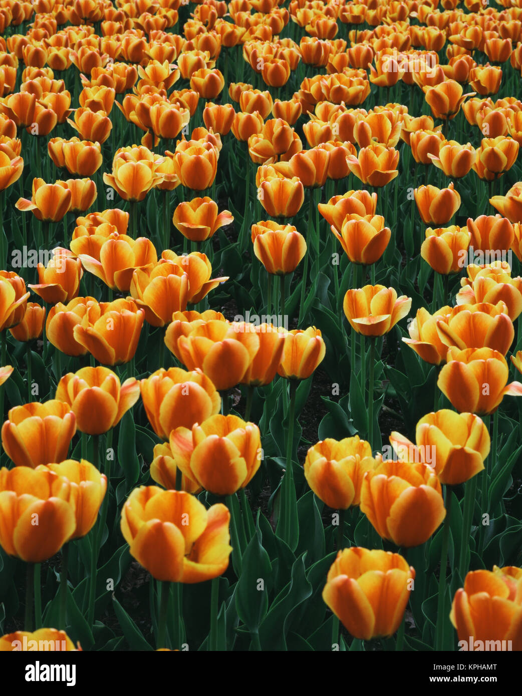 Tulip Patch (Large format sizes available Stock Photo - Alamy