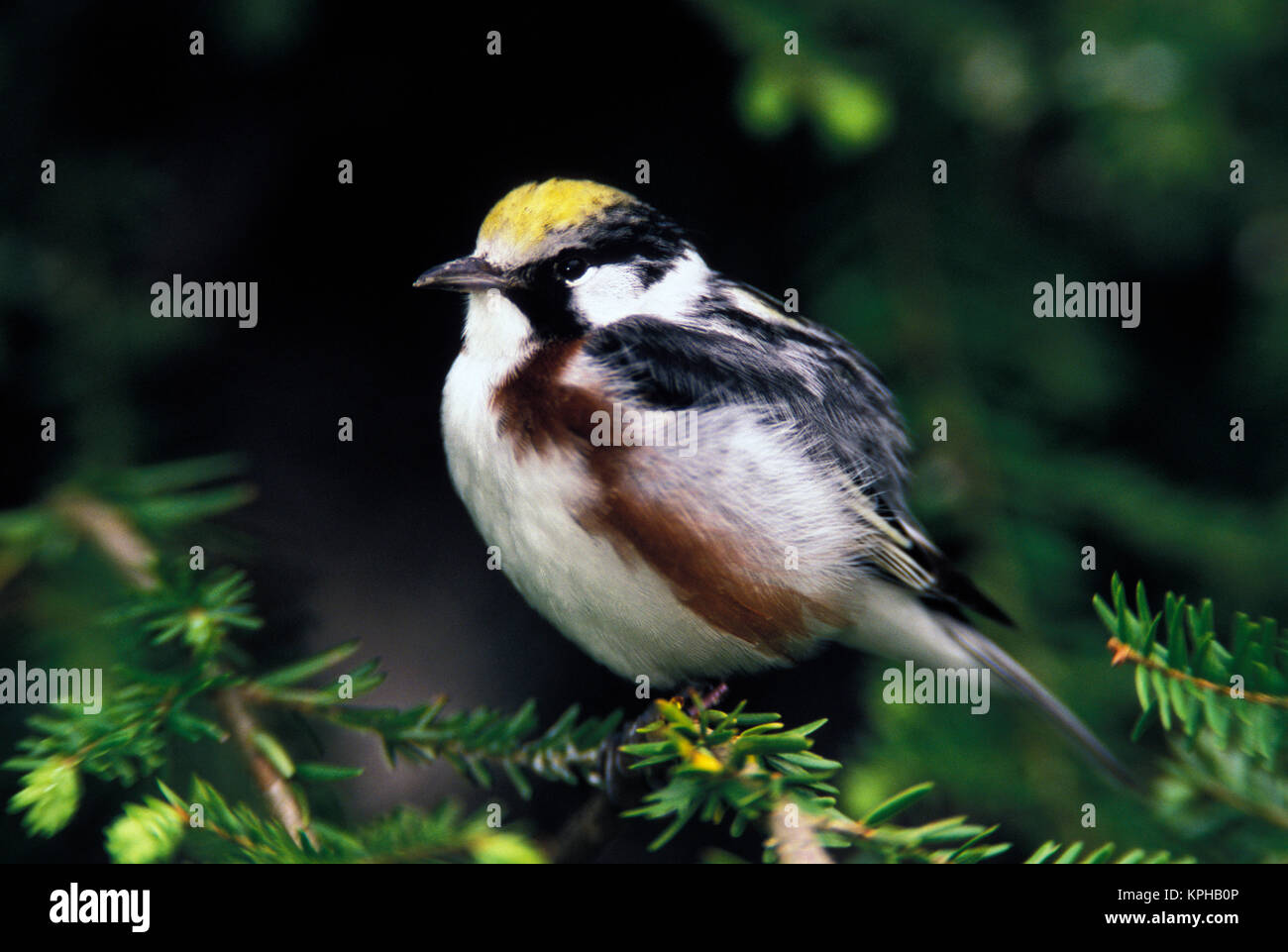 Dendroica pensylvanica hi-res stock photography and images - Alamy