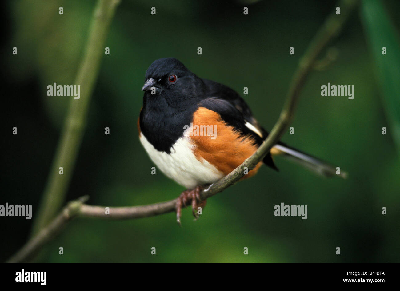 Male Rufous-sided Towhee (Pipilo erythrophthalmus Stock Photo - Alamy