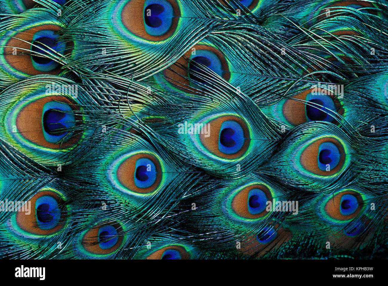 Male peacock feathers hi-res stock photography and images - Alamy