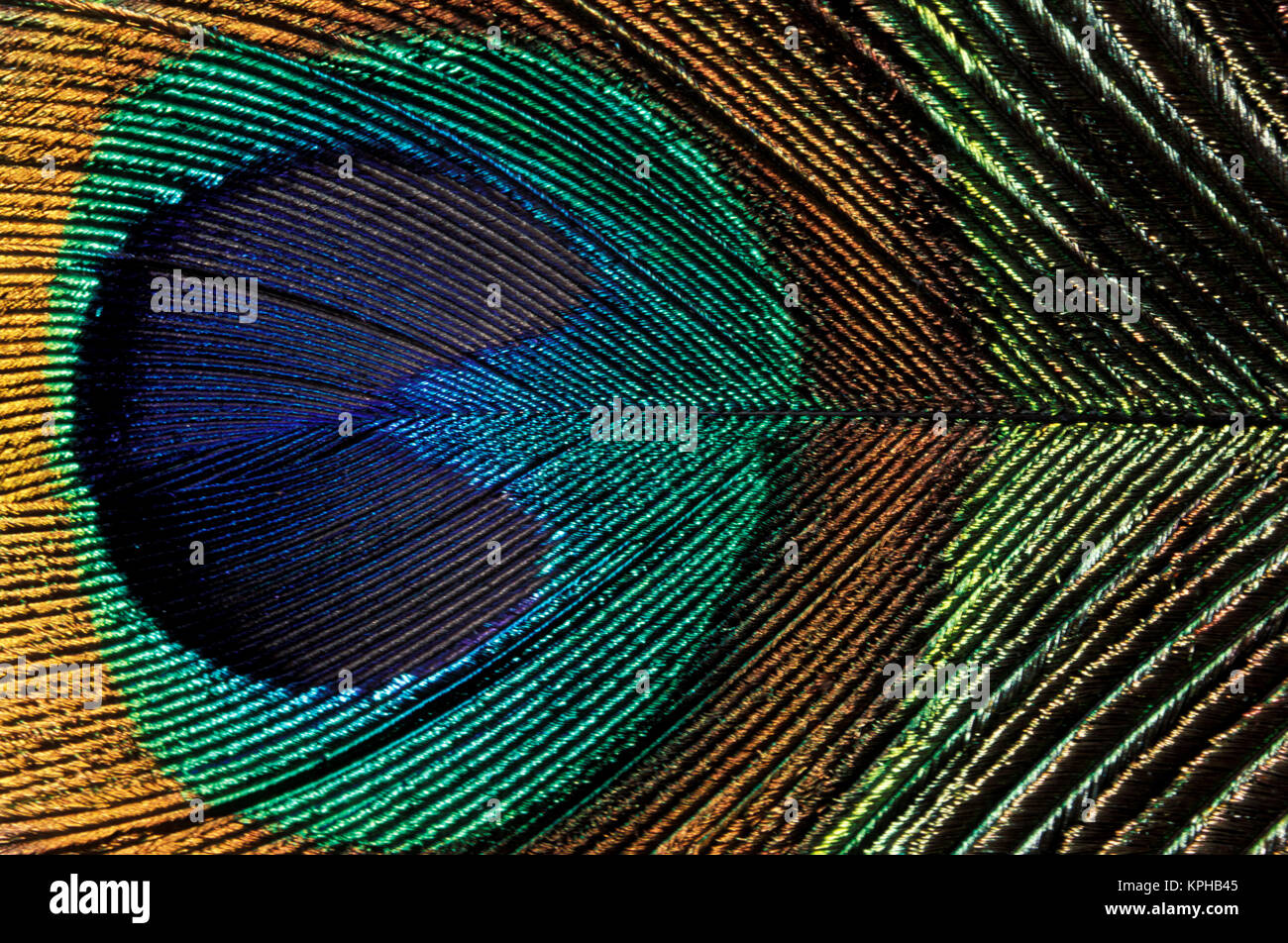 Close up view of eyespot on male peacock feather Stock Photo - Alamy