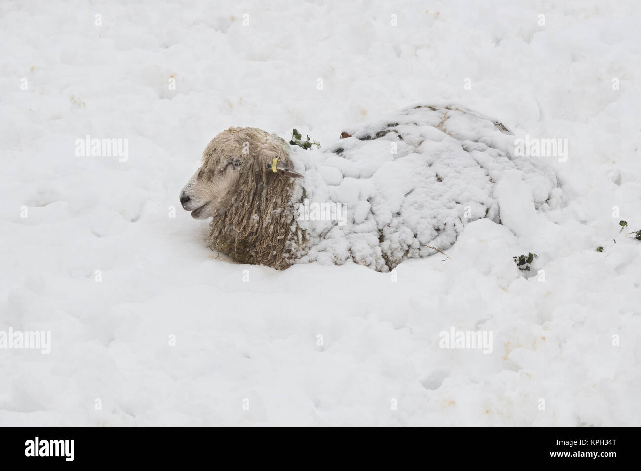 Cotswold Lion sheep covered and sat in the snow in winter in the ...