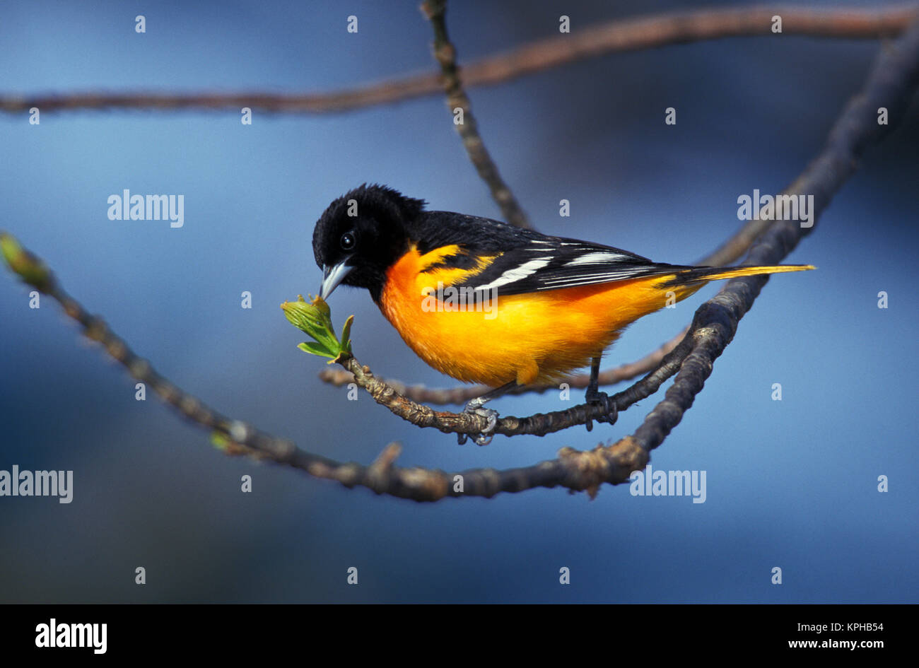 Northern oriole icterus galbula hi-res stock photography and images - Alamy