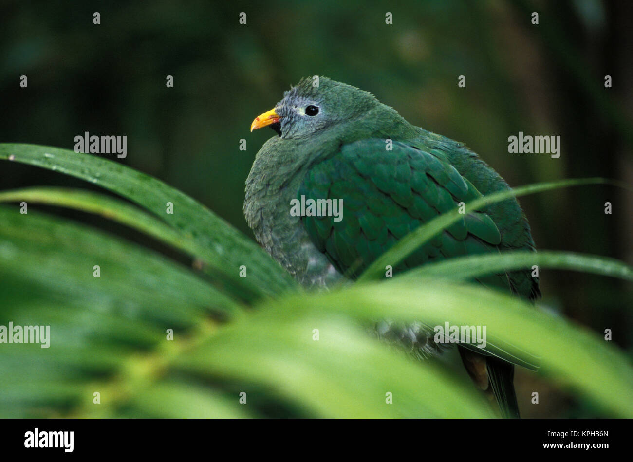 Black chinnes fruit dove hi-res stock photography and images - Alamy