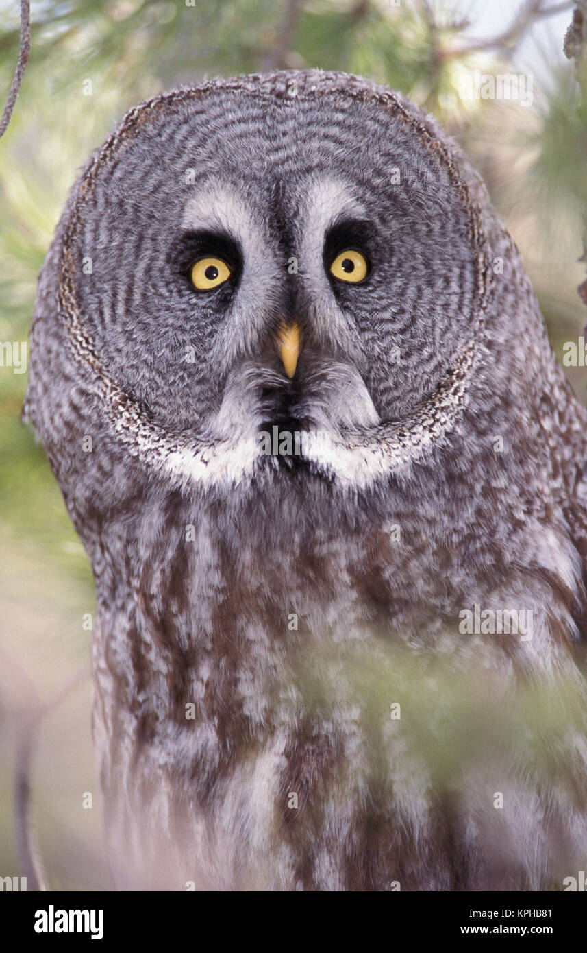 Close up owl strix nebulosa hi-res stock photography and images - Alamy