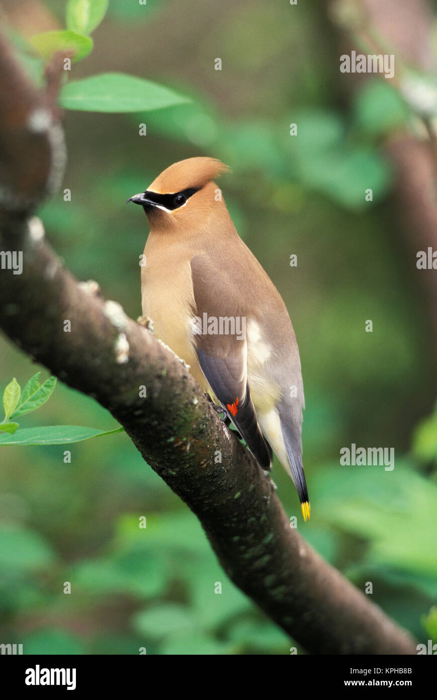 Cedar waxwing closeup hi-res stock photography and images - Alamy