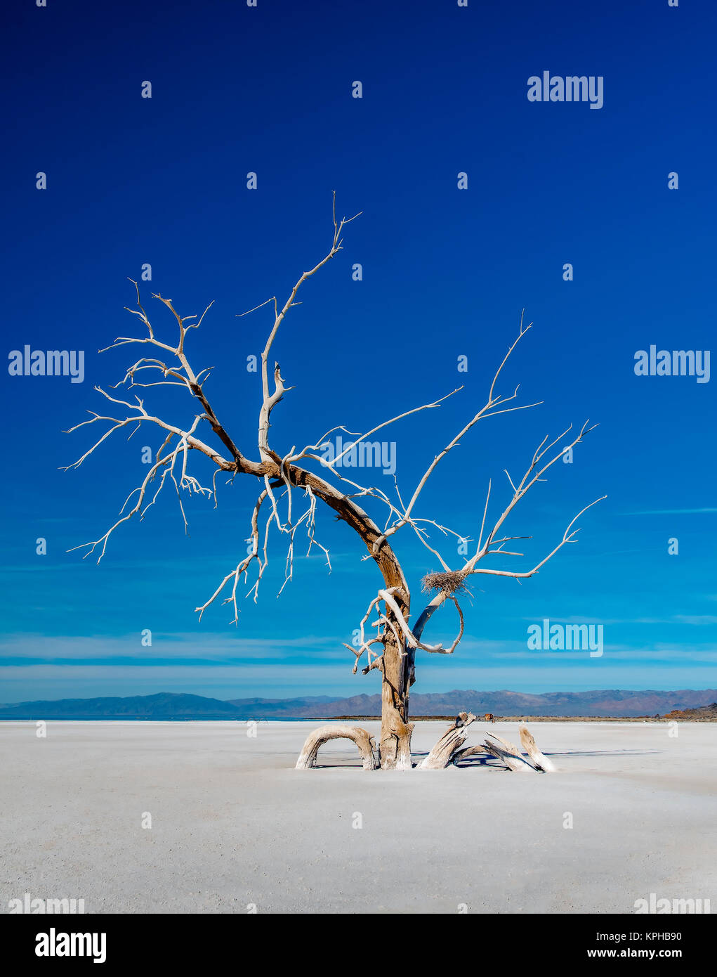 Dead tree in salt hi-res stock photography and images - Alamy