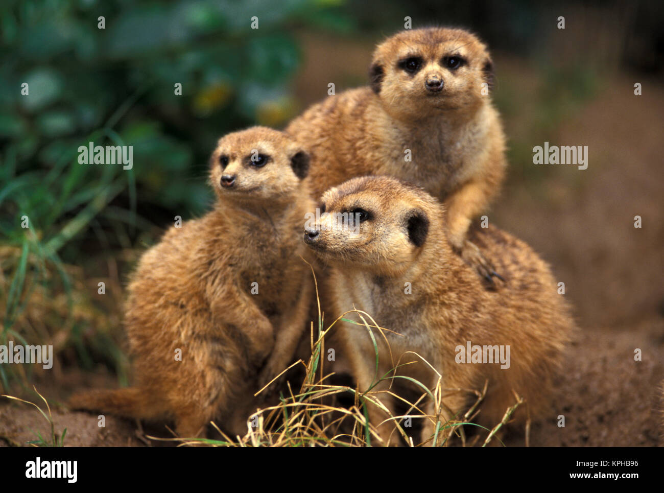 African animal hi-res stock photography and images - Alamy