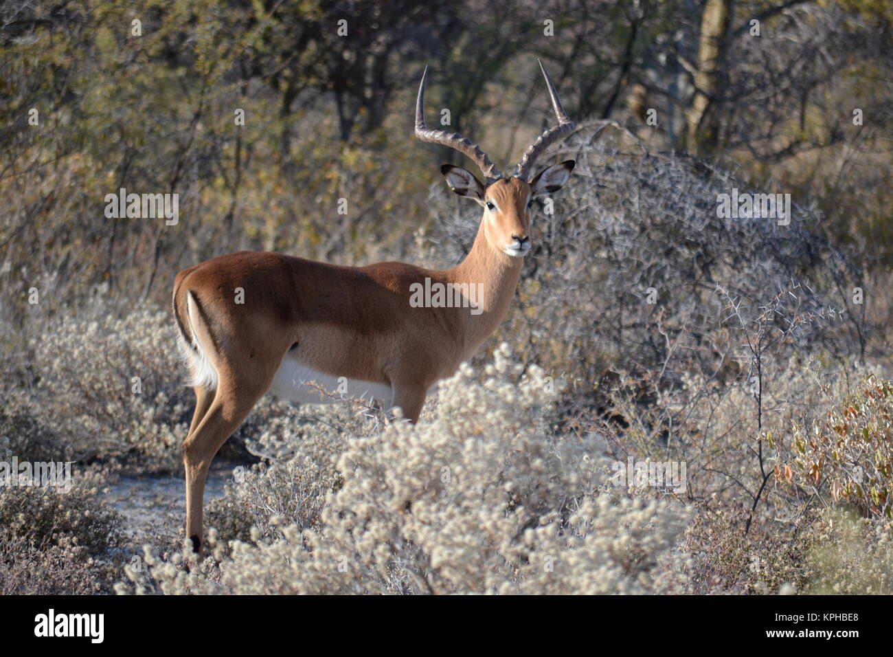 African gazelle caught in its natural enviroment hi-res stock ...