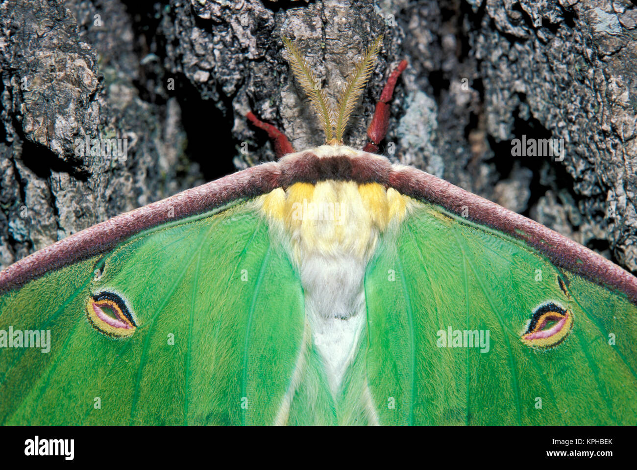Female Luna Moth (Actias luna Stock Photo - Alamy