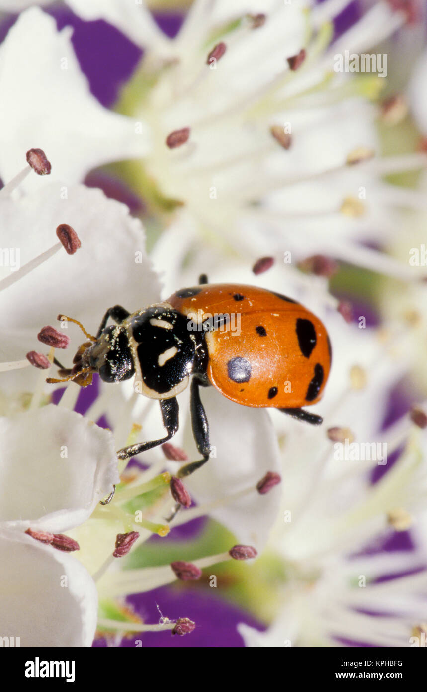 Ladybugs Live For Garden 1500 Live Ladybugs – Hippodamia Convergens ...