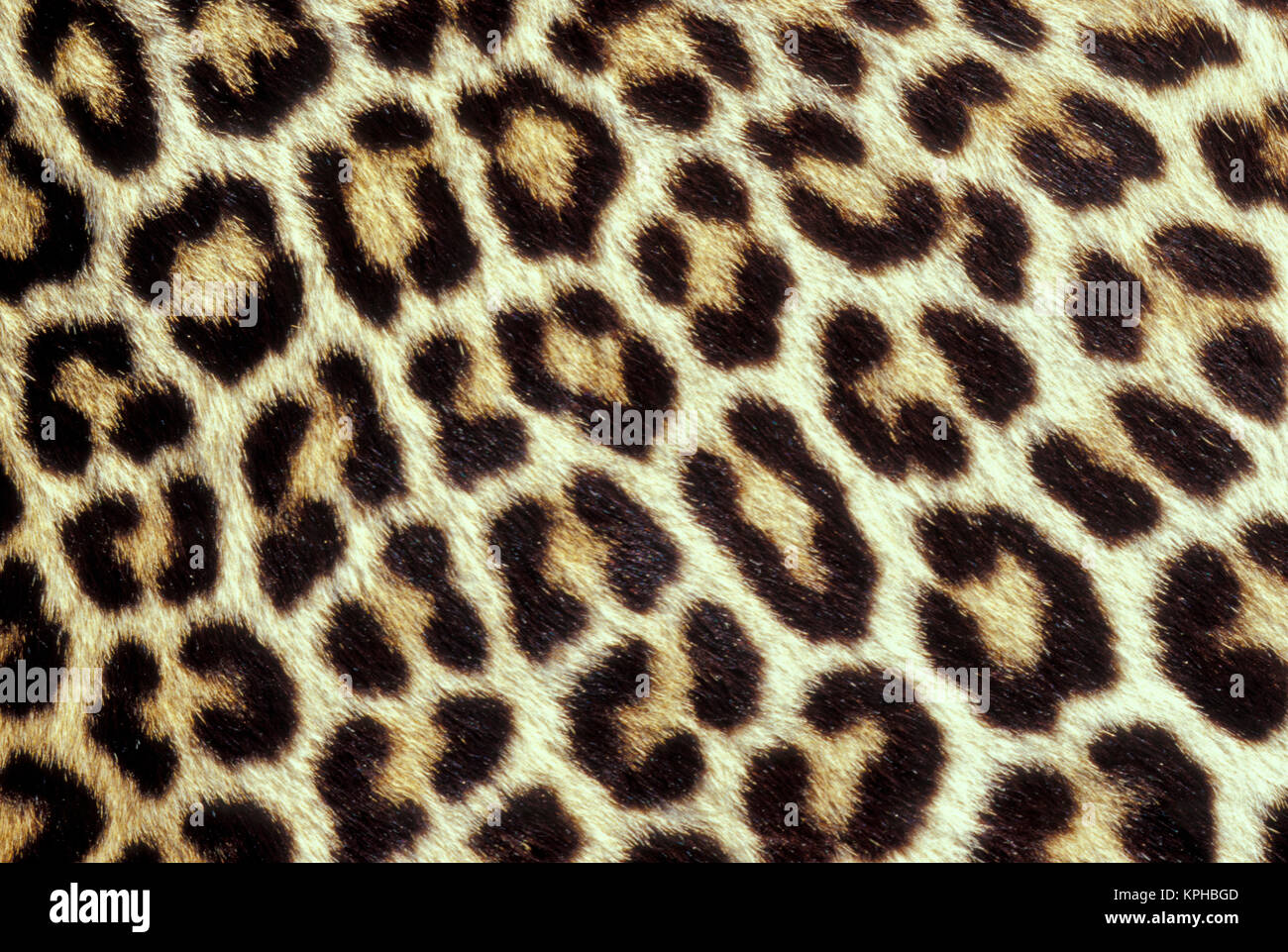Snow Leopard Fur Pattern