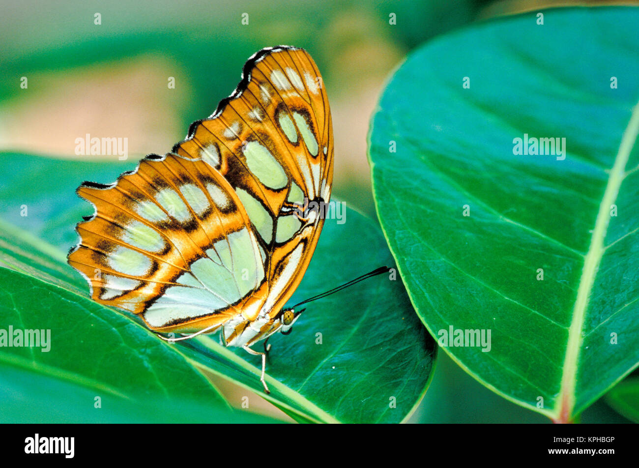 Malachite butterfly (Siproeta stelenes Stock Photo - Alamy