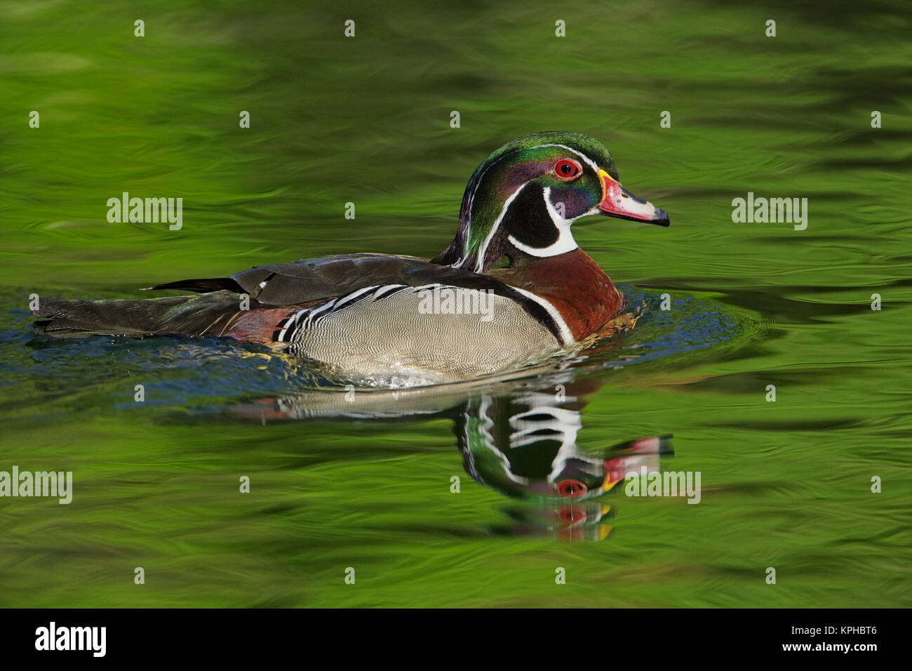 Brant duck hi-res stock photography and images - Alamy