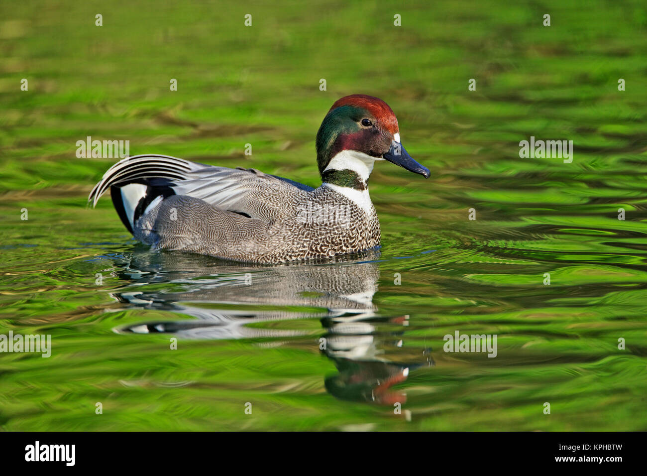 Falcated duck hi-res stock photography and images - Alamy