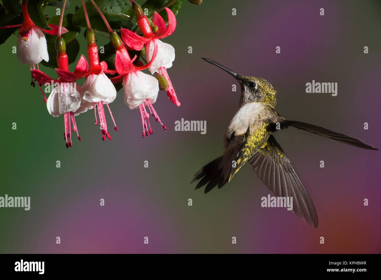 Female Ruby throated Hummingbird in flight Stock Photo - Alamy