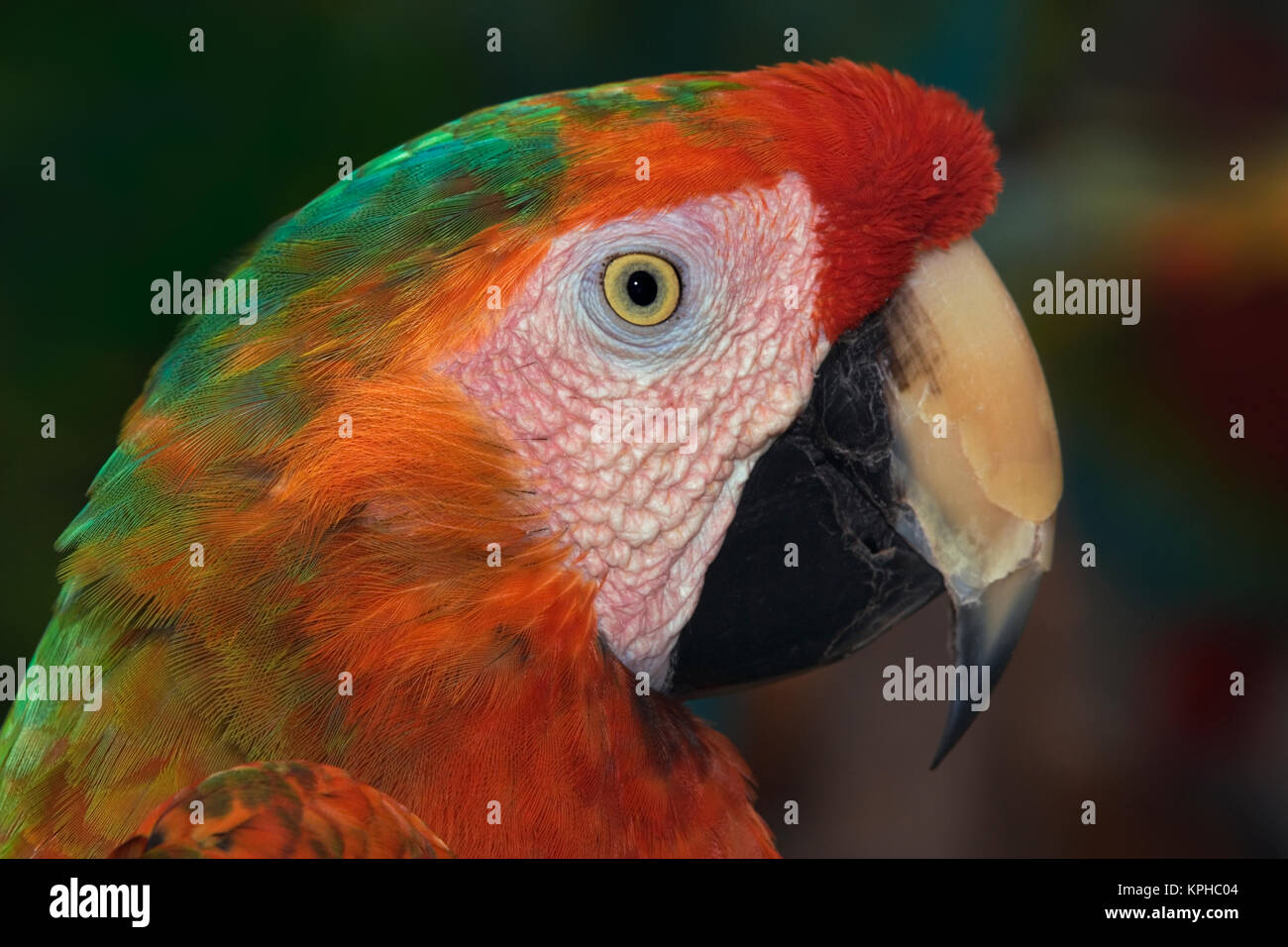 Red macaw parrot bird hi-res stock photography and images - Alamy