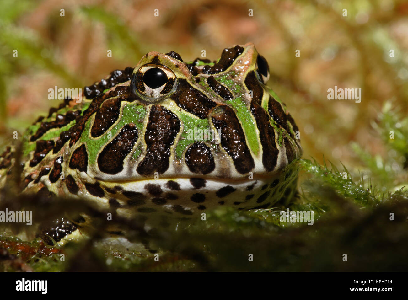 Pacman frog, Ceratophrys cranwelli or South American Horned frog ...