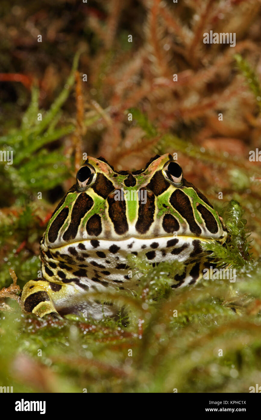 Pacman frog, Ceratophrys cranwelli or South American Horned frog ...