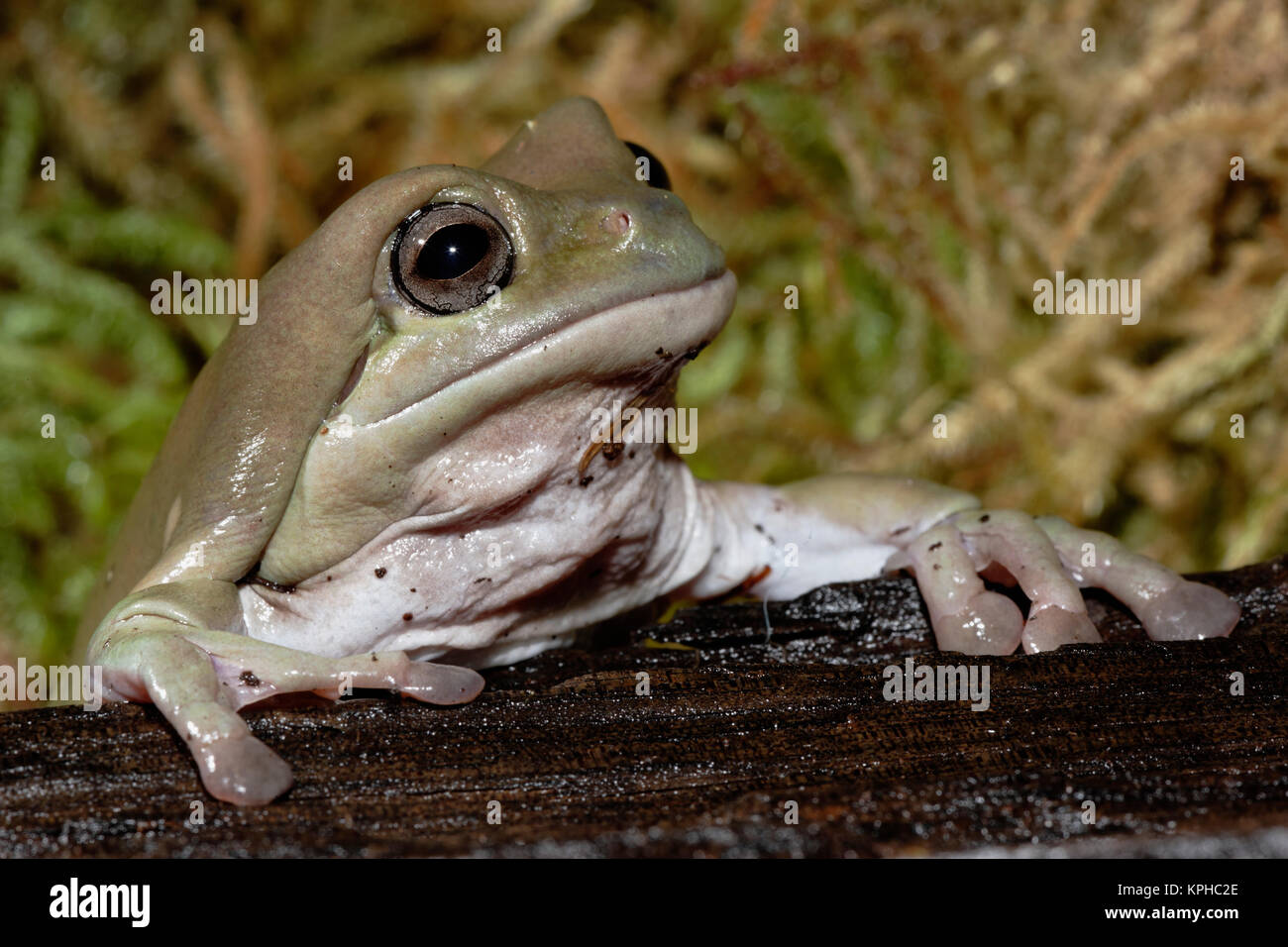 White's Dumpy Frog, Litoria caerulea (captive Stock Photo - Alamy