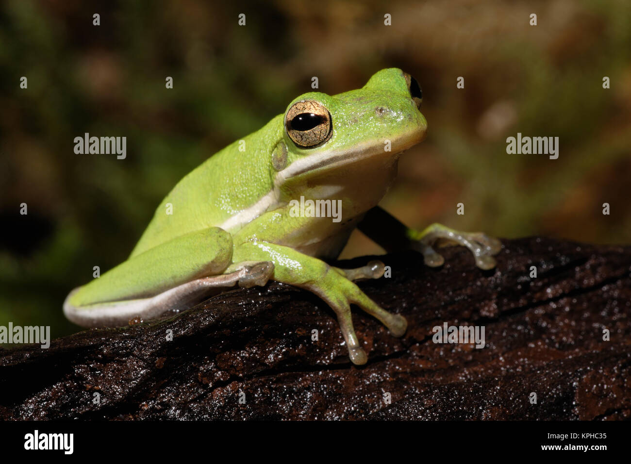 Hyla cineria hi-res stock photography and images - Alamy