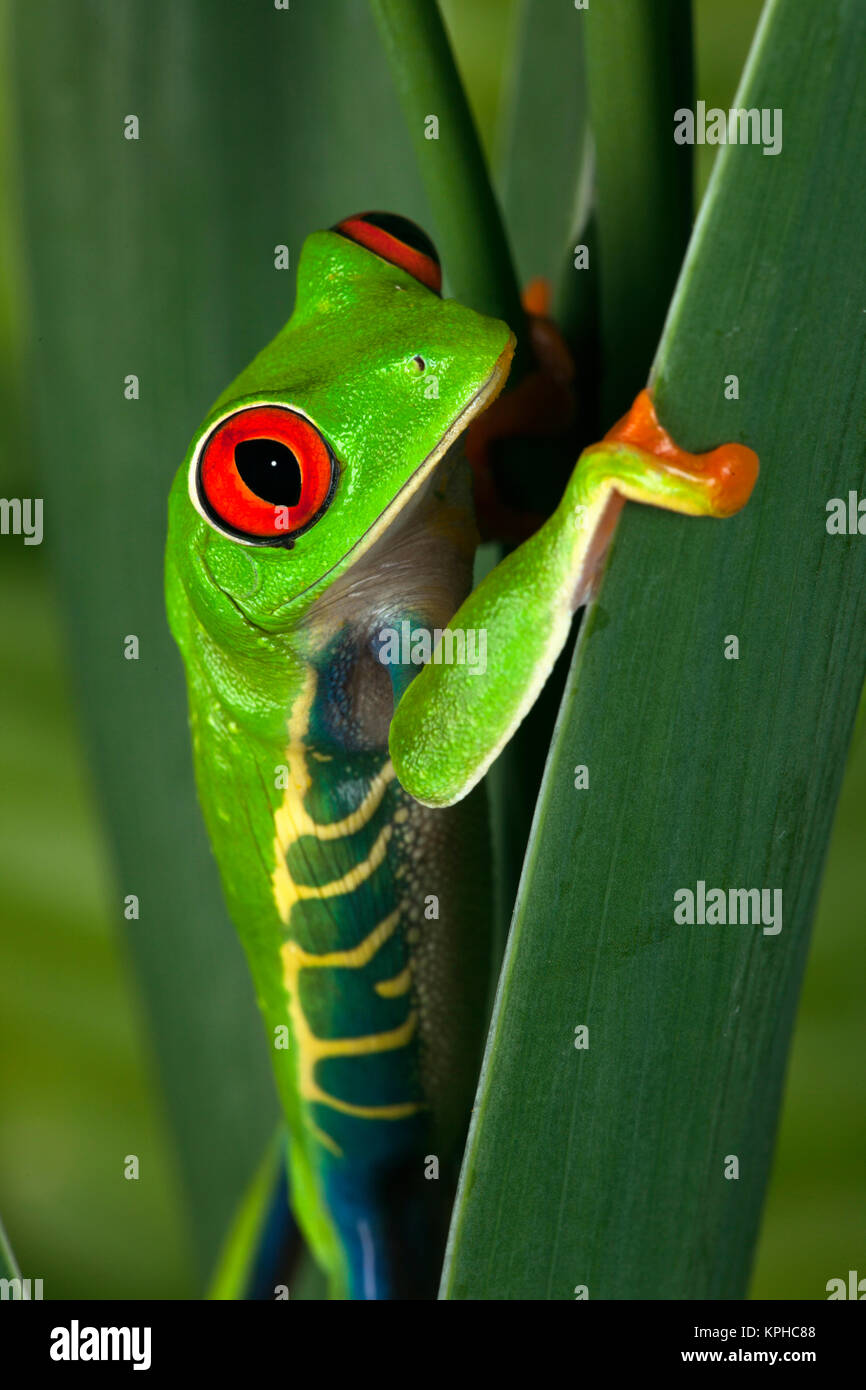 Red-Eyed Tree Frog (Agalychnis callidryas Stock Photo - Alamy