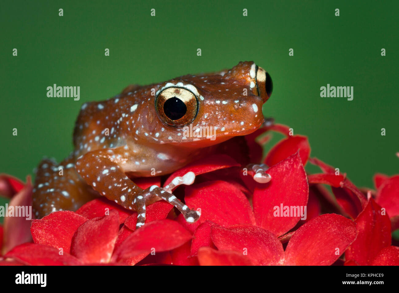 Nyctixalus pictus hi-res stock photography and images - Alamy