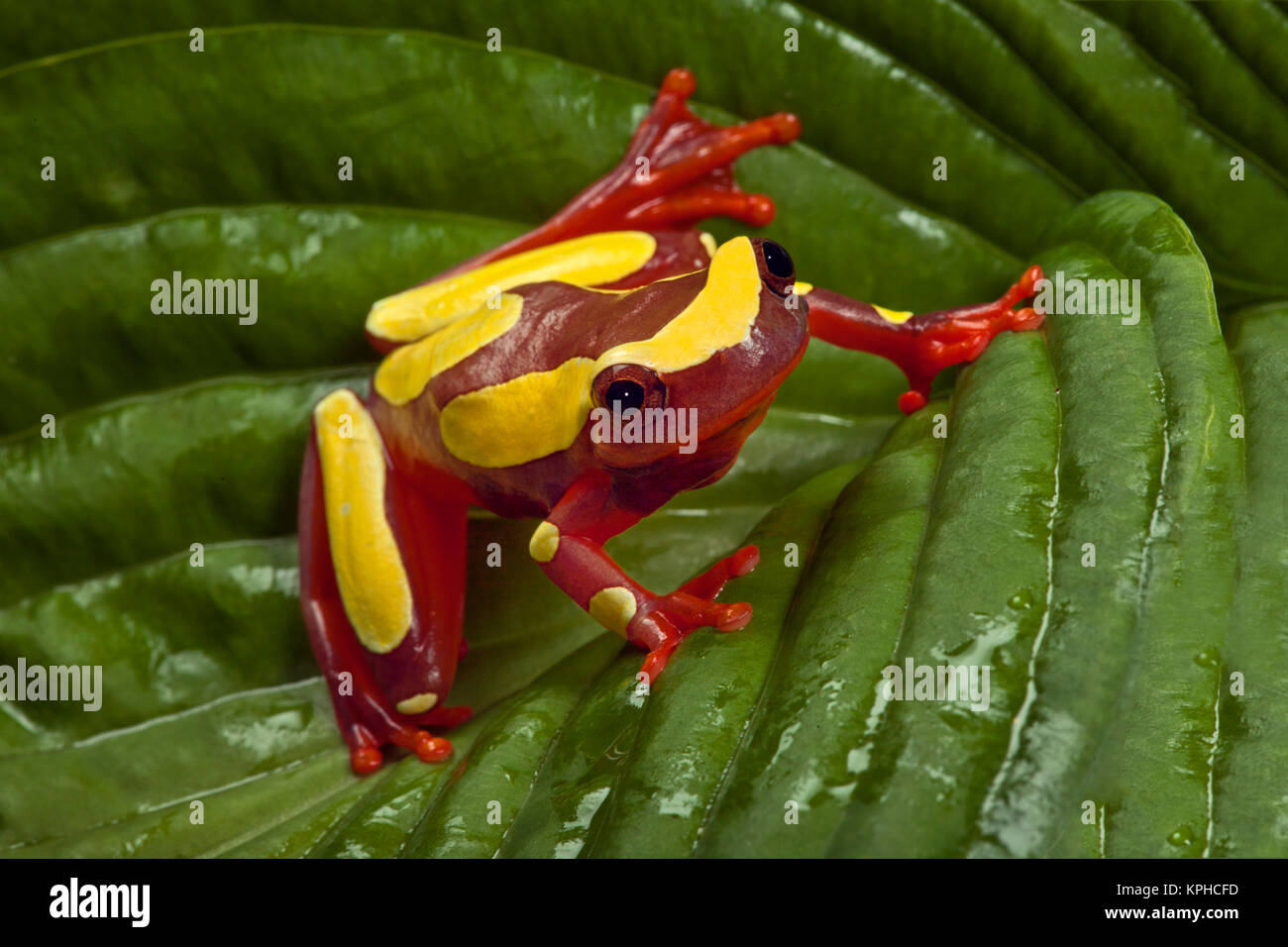 Clown tree frog hi-res stock photography and images - Alamy