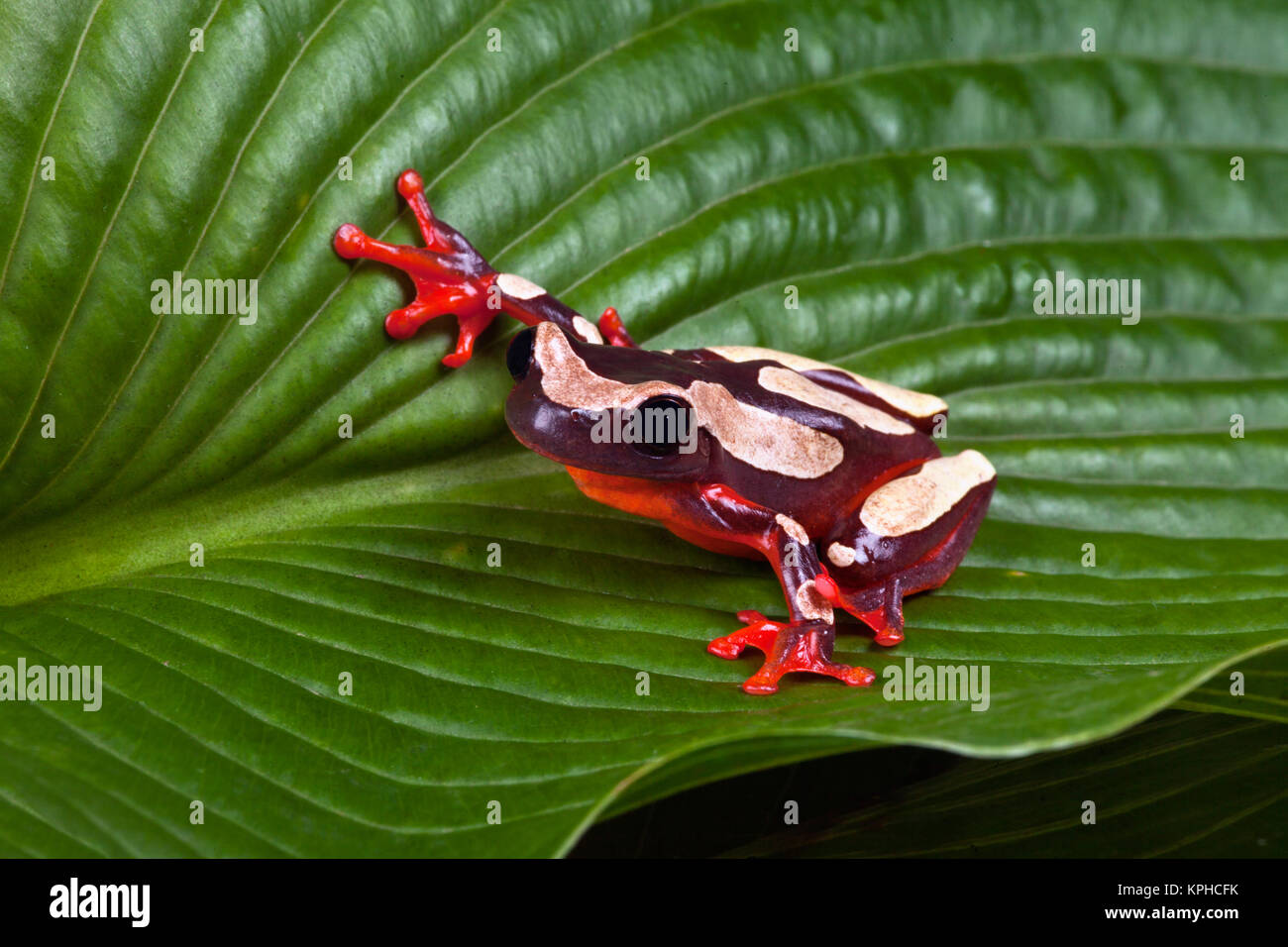 Clown Tree Frog (Dendropsophus sarayacuensis, formerly Hyla ...