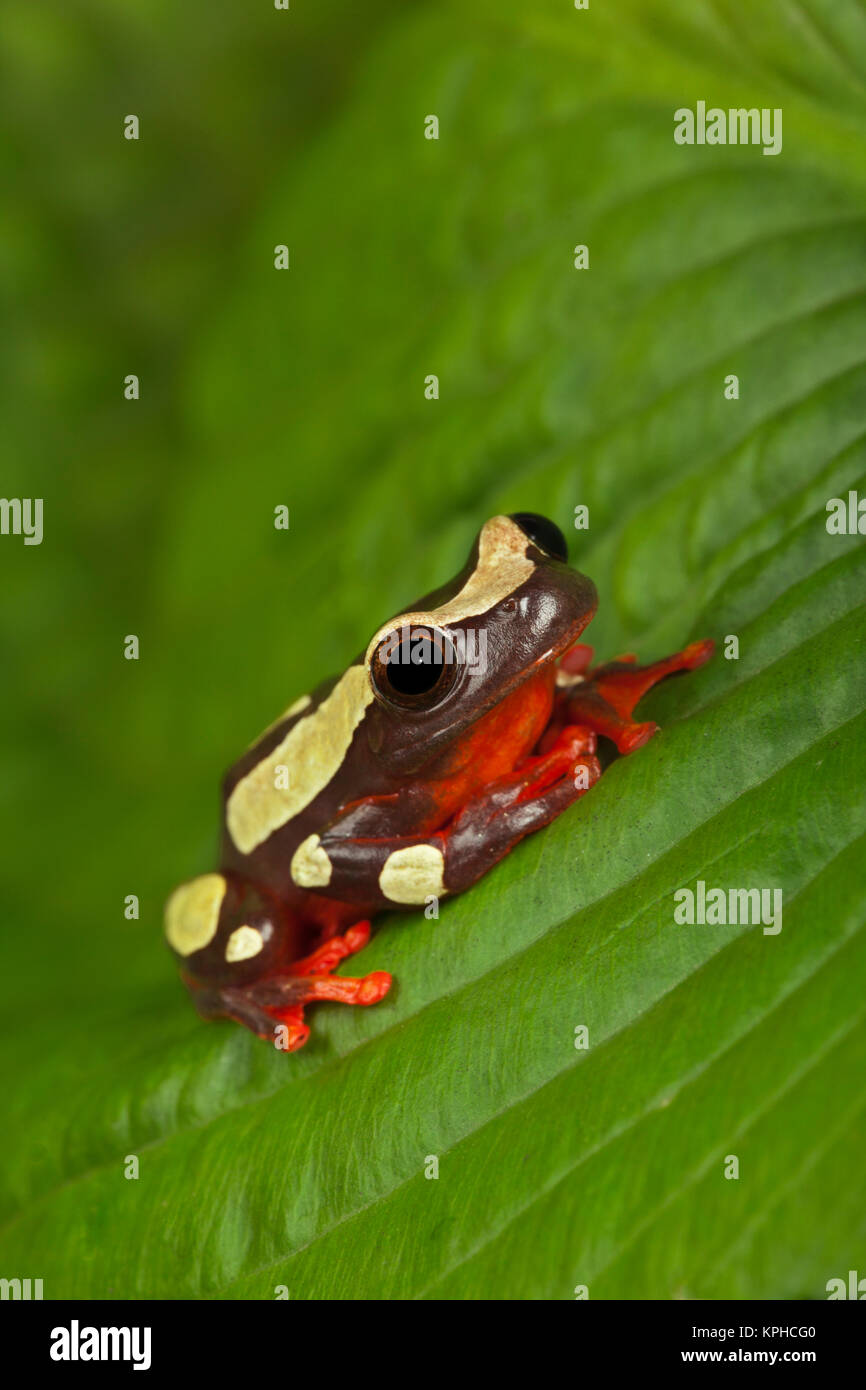 Clown Tree Frog (Dendropsophus sarayacuensis, formerly Hyla ...
