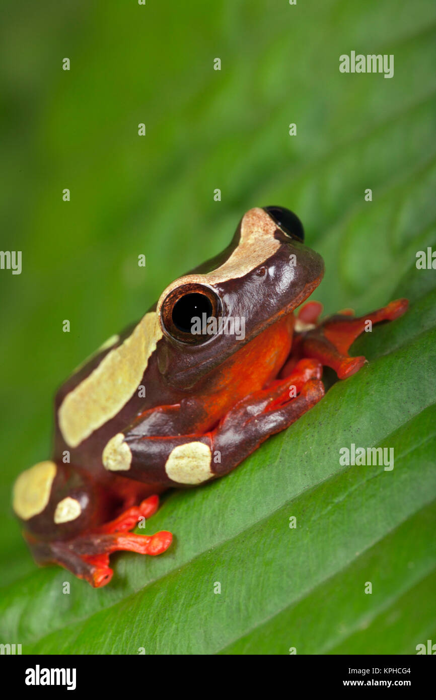 Clown Tree Frog (Dendropsophus sarayacuensis, formerly Hyla ...