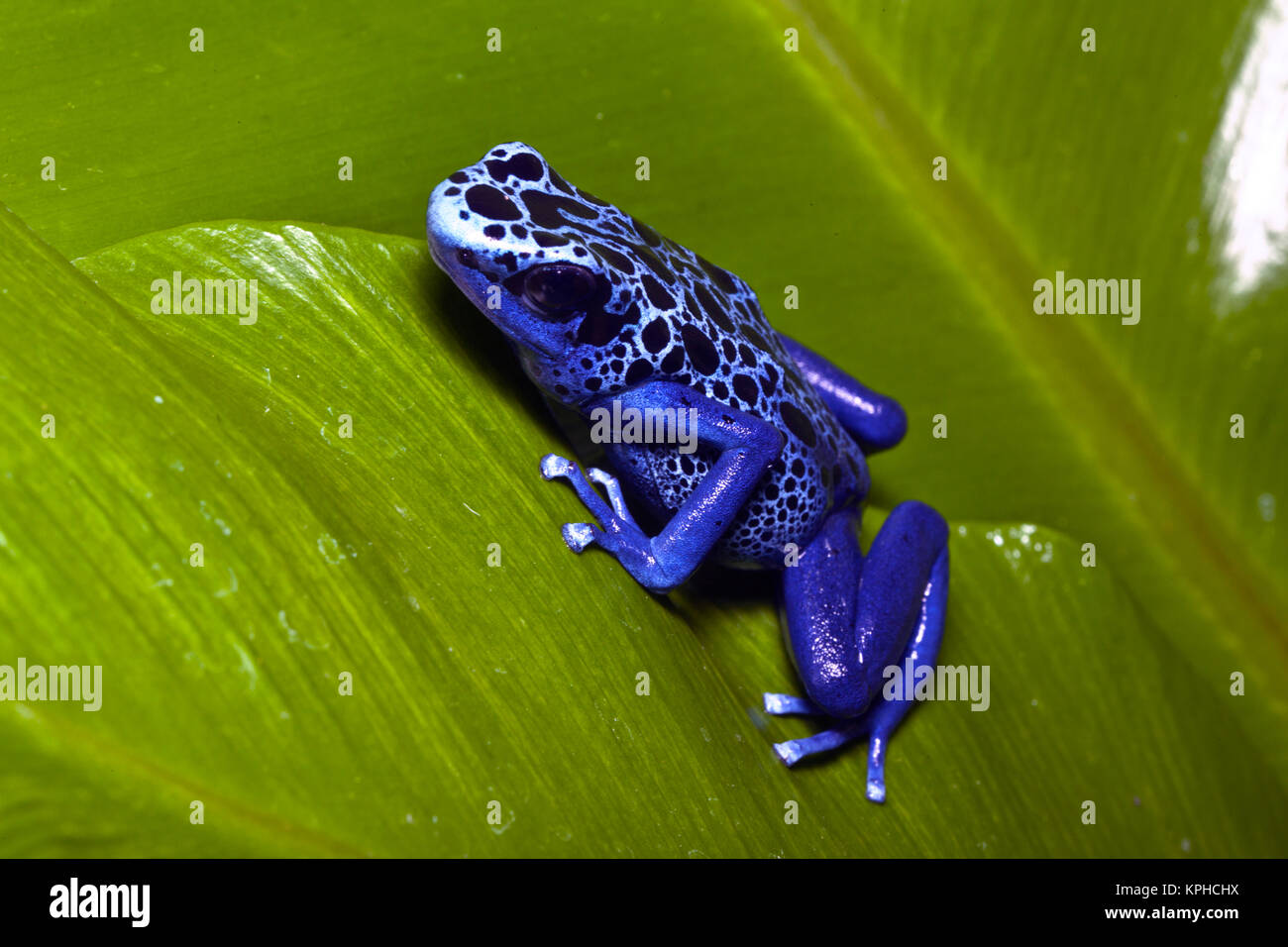 Blue Poison Dart Frog (Dendrobates azureus) aka Okopipi Stock Photo - Alamy