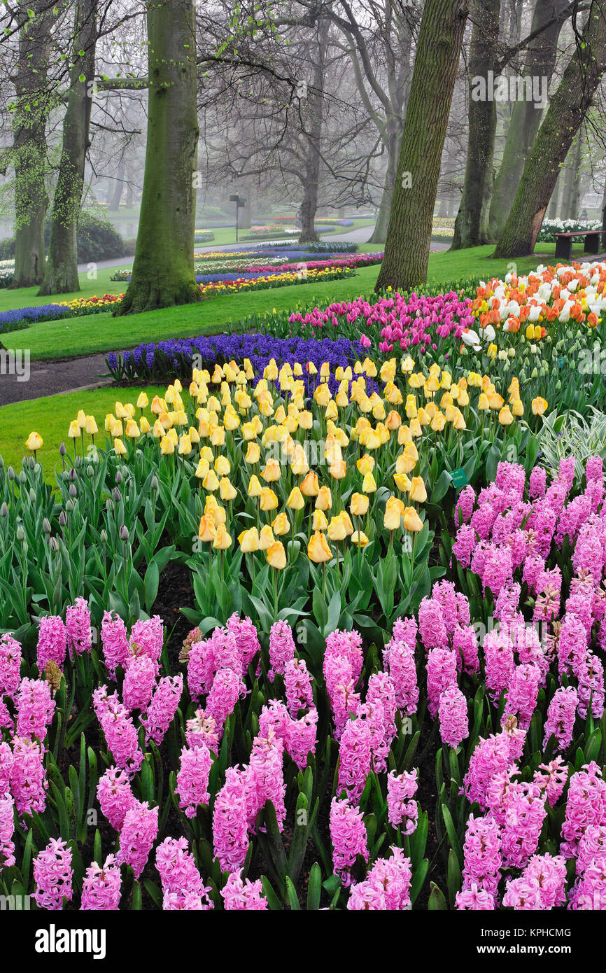 Tulip dutch design hi-res stock photography and images - Alamy