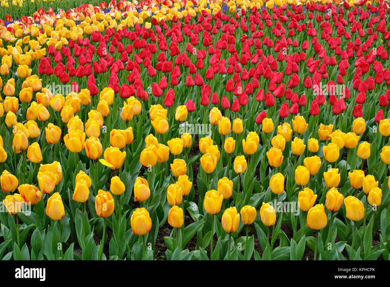 Garden pattern of tulips, Keukenhof Gardens, Lisse, Netherlands ...