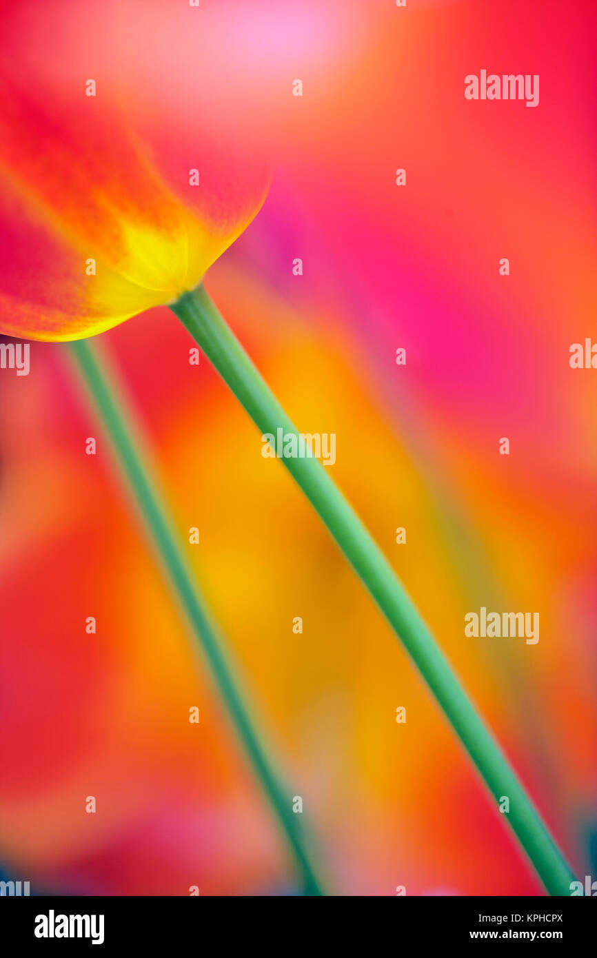 Close-up of underside of tulip flower, Kuekenhof Gardens, Lisse ...