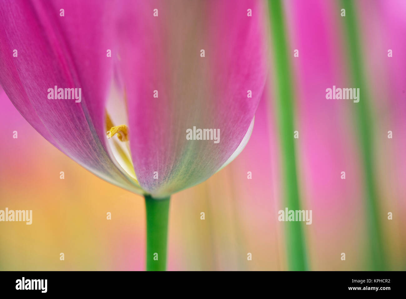 Close-up of underside of tulip flower, Kuekenhof Gardens, Lisse ...