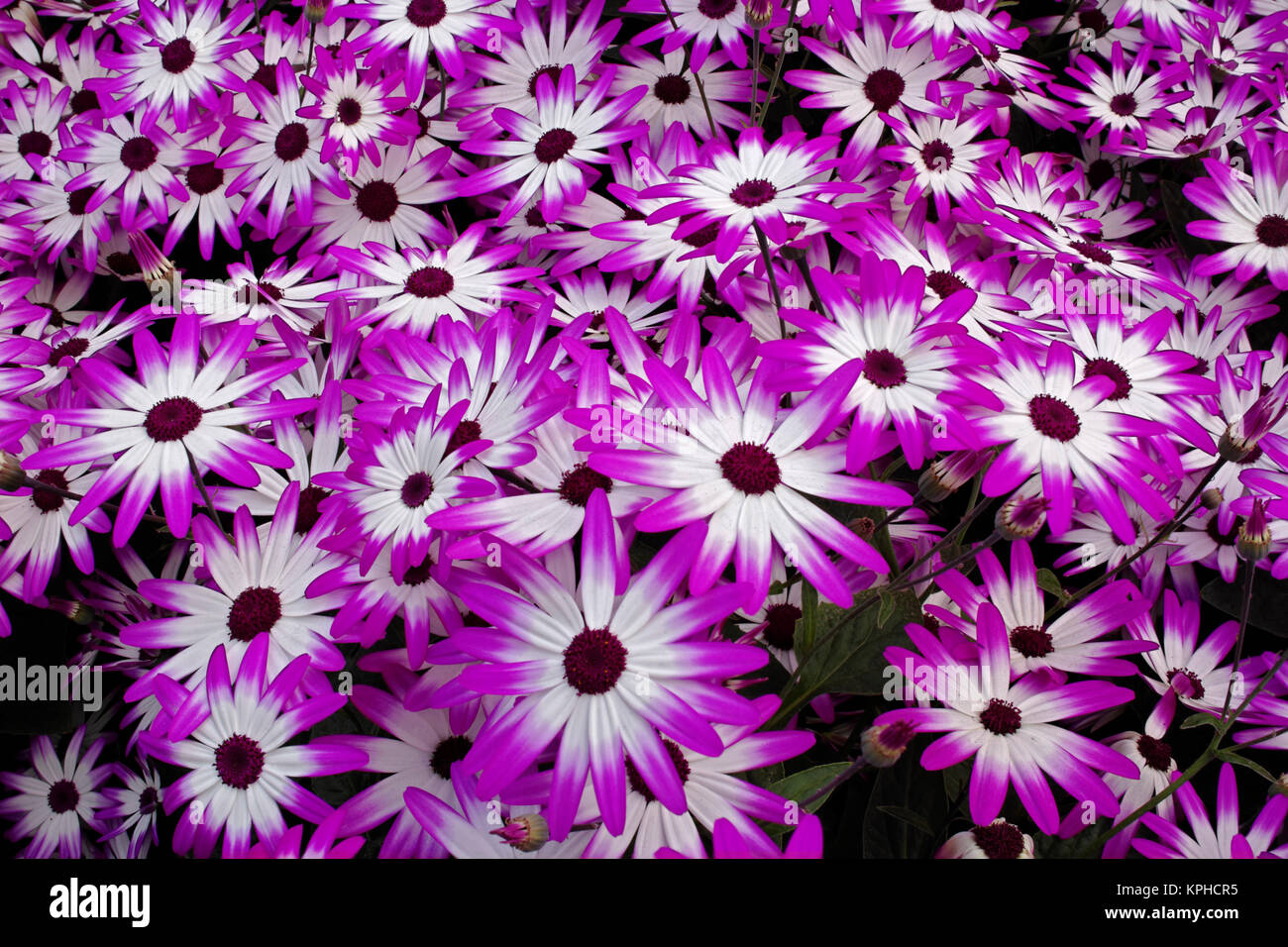 Flower pattern, Kuekenhof Gardens, Lisse, Netherlands, Holland Stock ...