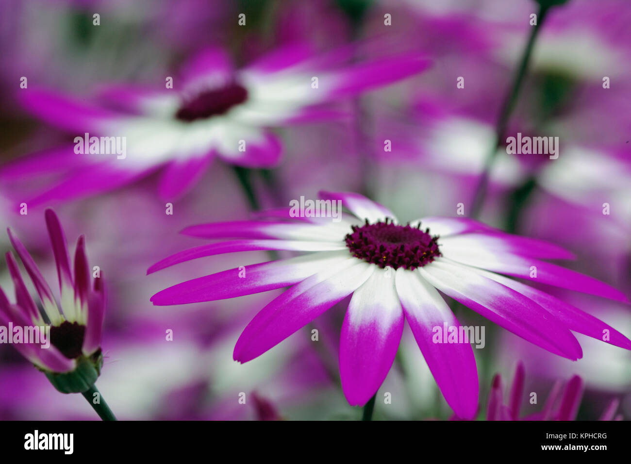 Close-up of purple flower, Keukenhof Garden, Lisse, Netherlands ...