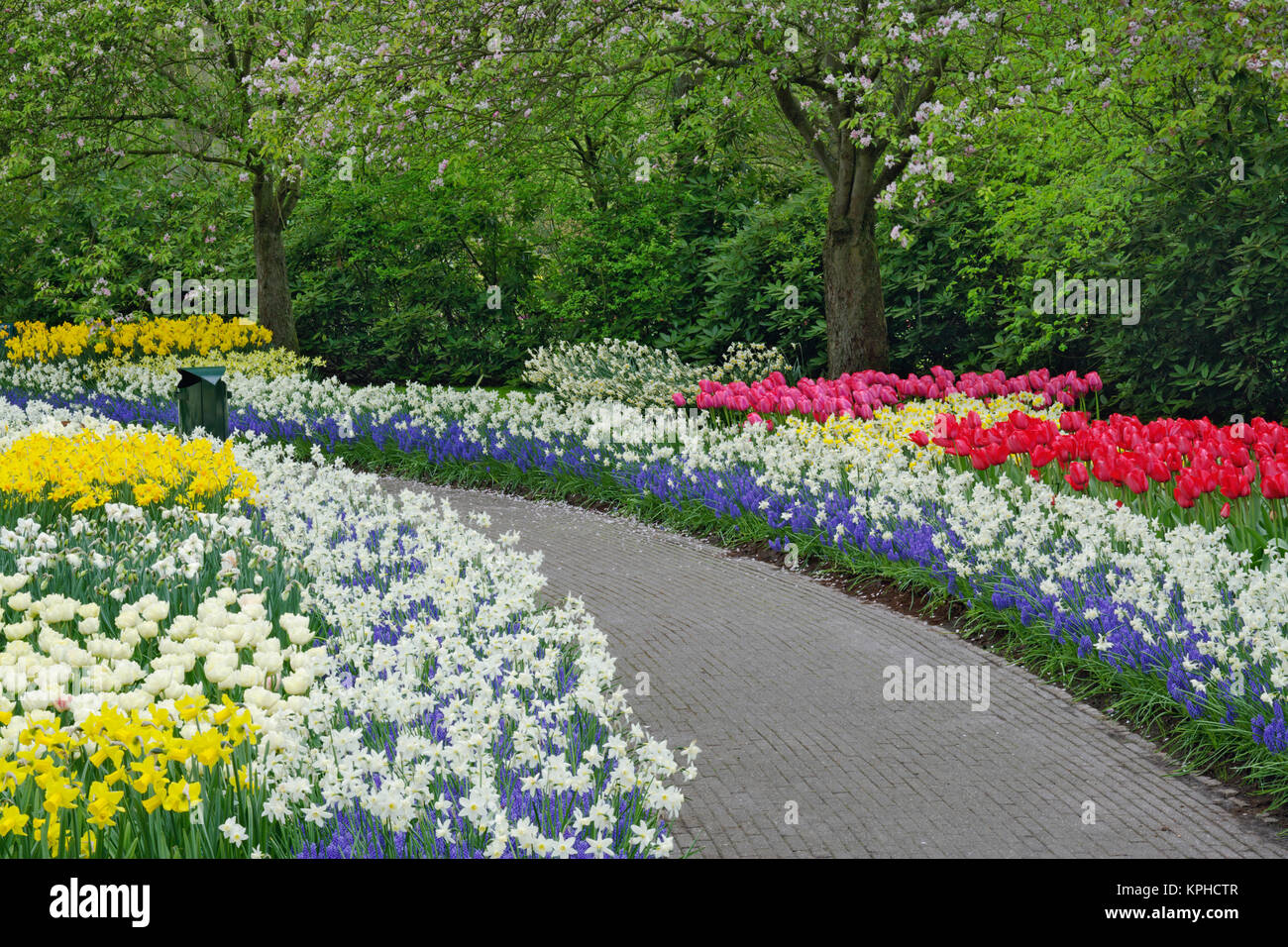 Sidewalk pathway through tulips and daffodils, Keukenhof Gardens, Lisse ...