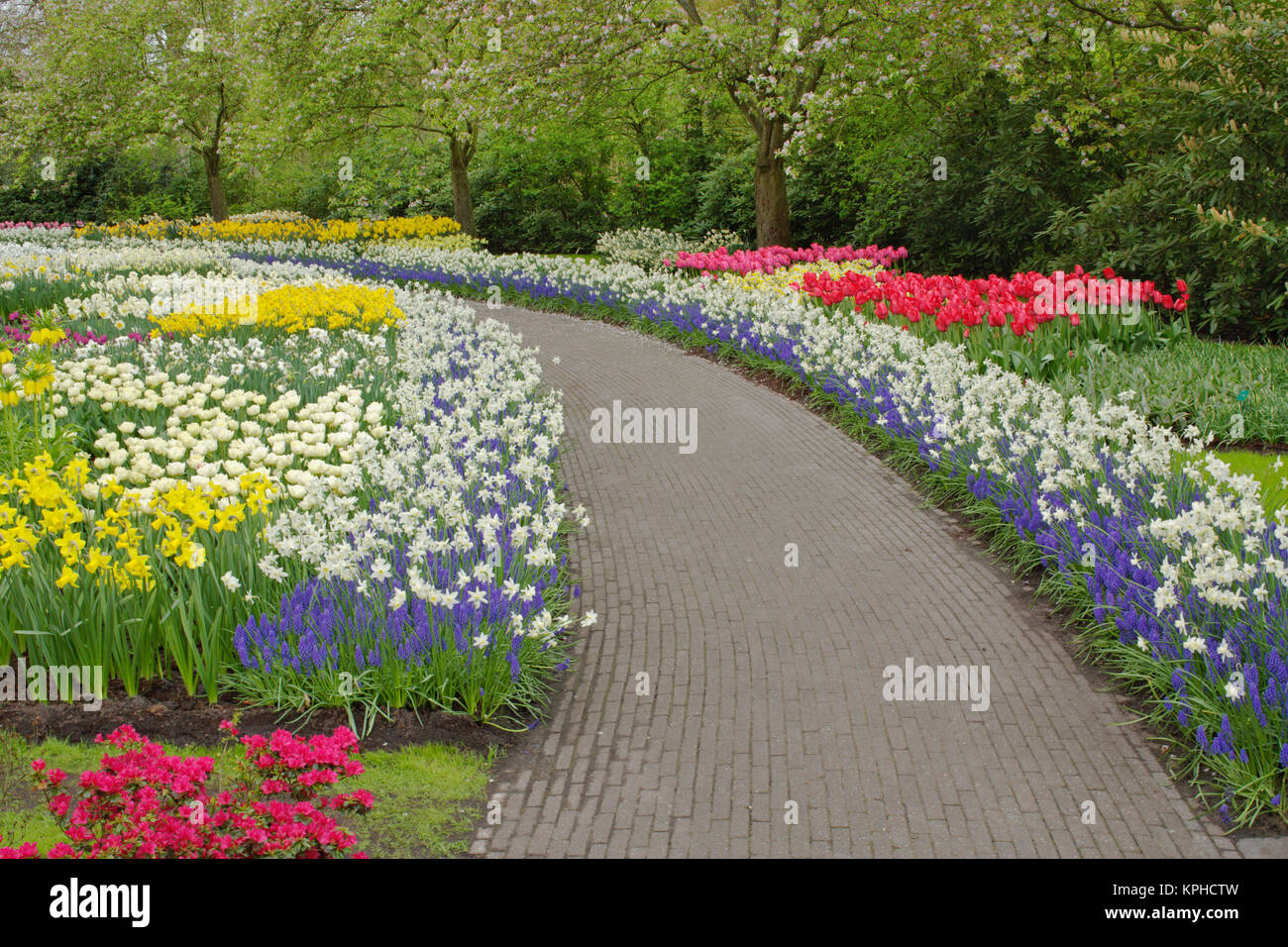 Sidewalk pathway through tulips and daffodils, Keukenhof Gardens, Lisse ...