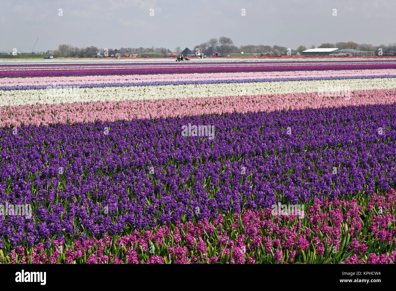 Agricultural field of Hyacinth Flowers, Netherlands, Holland Stock ...