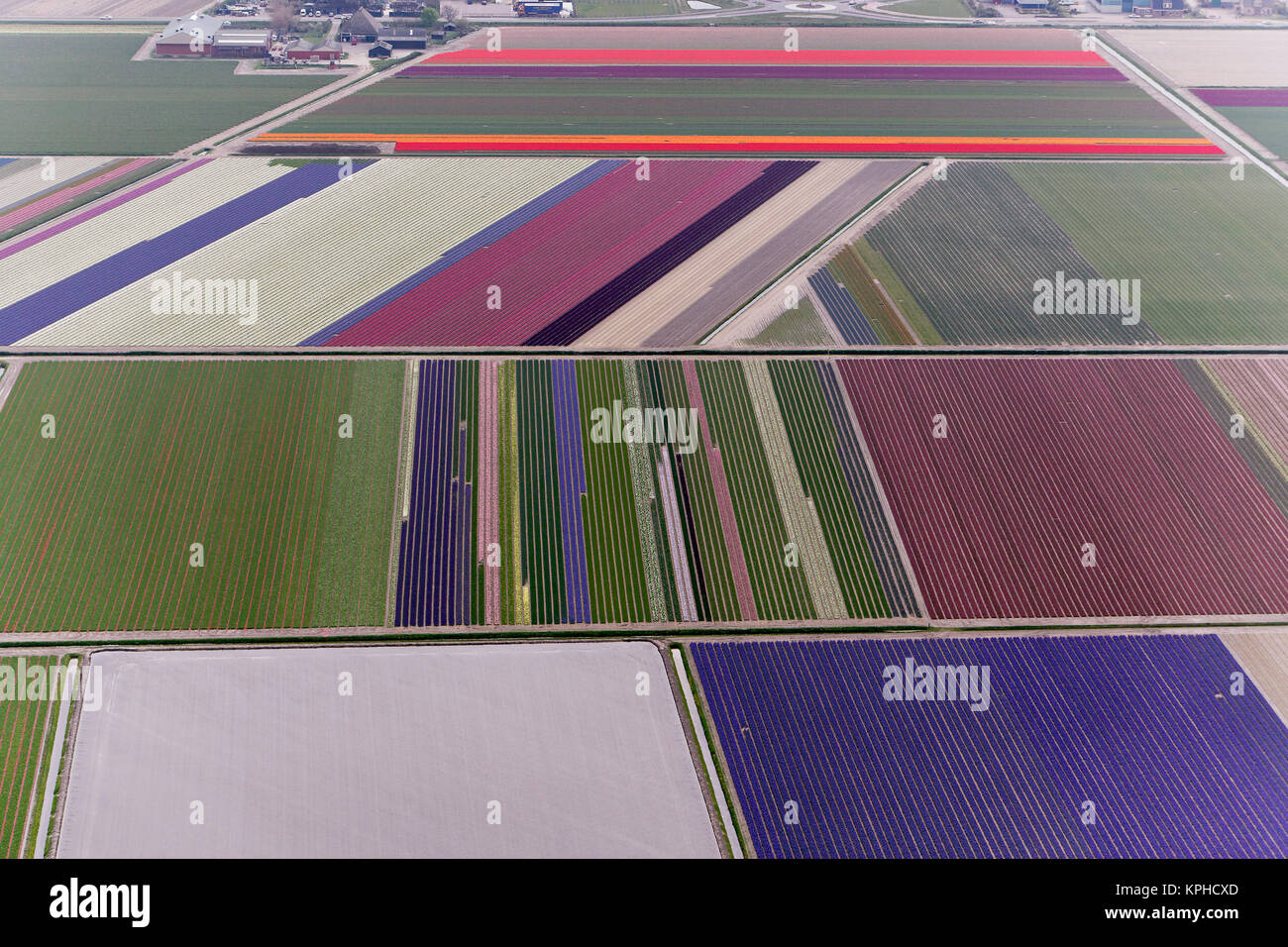 Aerial view of flower field patterns surrounding Amsterdam, Holland ...